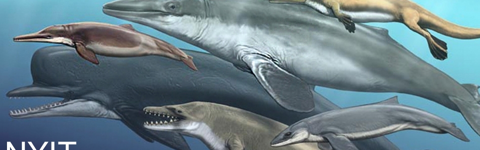 Home - ORCA Foundation