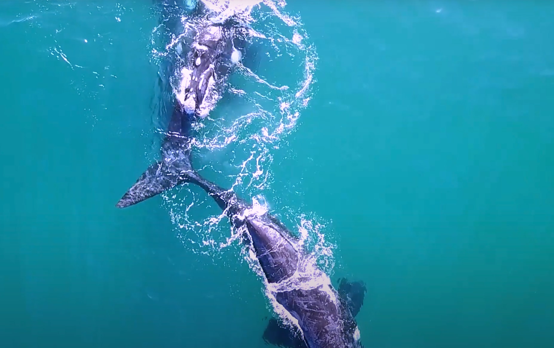 Conservation Champions - ORCA Foundation